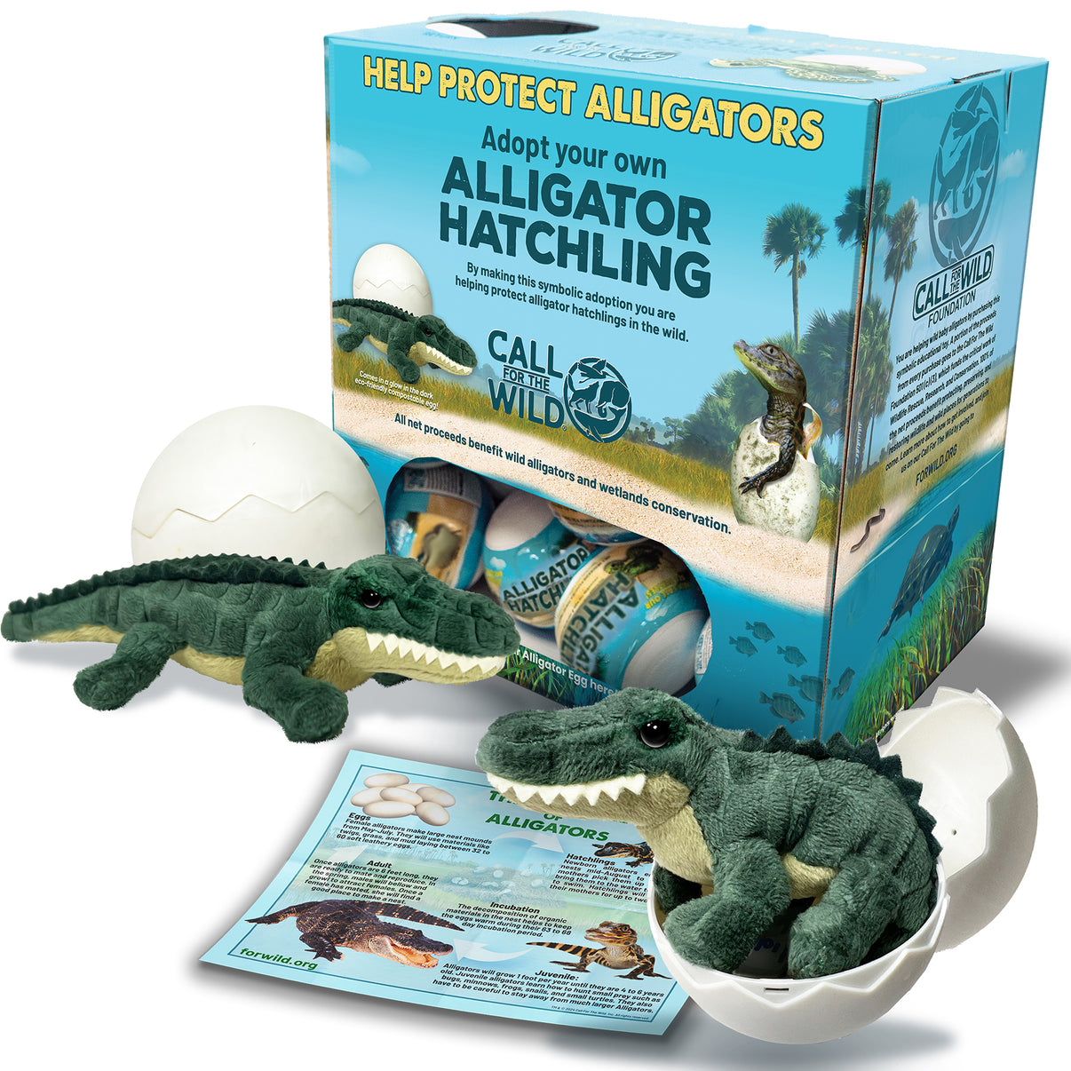 Alligator Hatchling Point of Sale Display – Wholesale - Call for the Wild