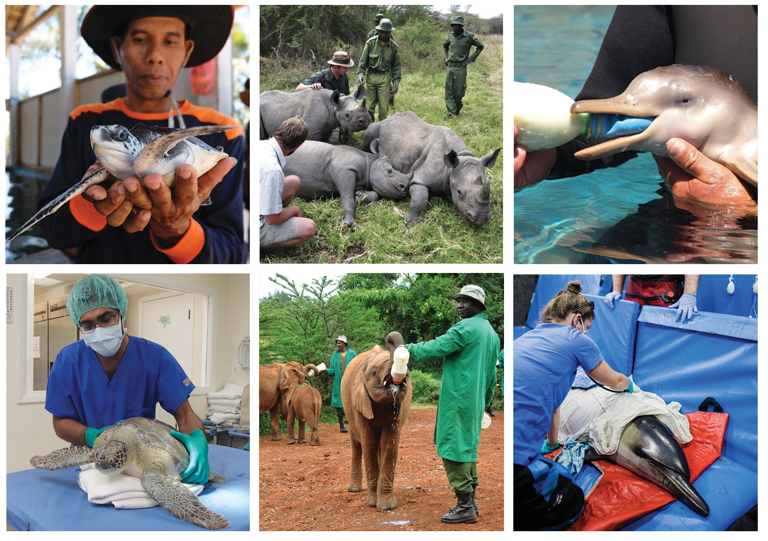 Call for the Wild - Wholesale – Wholesale - Call for the Wild